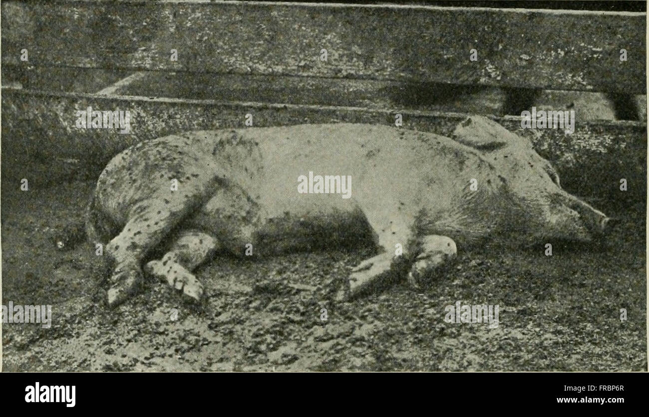 Diseases of swine, with particluar reference to hog-cholera (1914 Stock ...