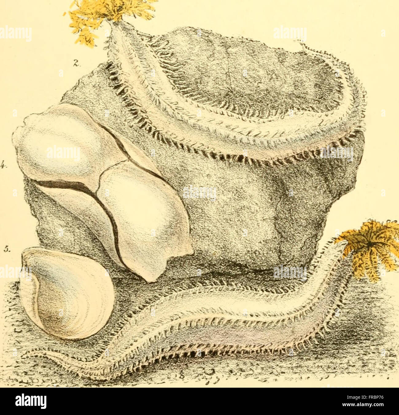 This book provides a history of aquariums, focusing on both marine and ...
