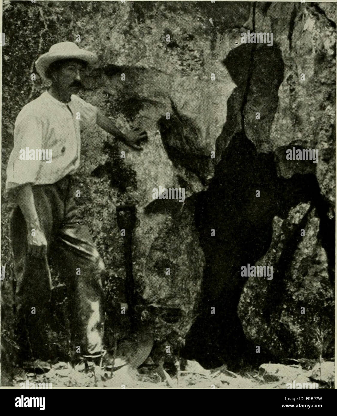 The American Museum journal (c1900-(1918 Stock Photo - Alamy