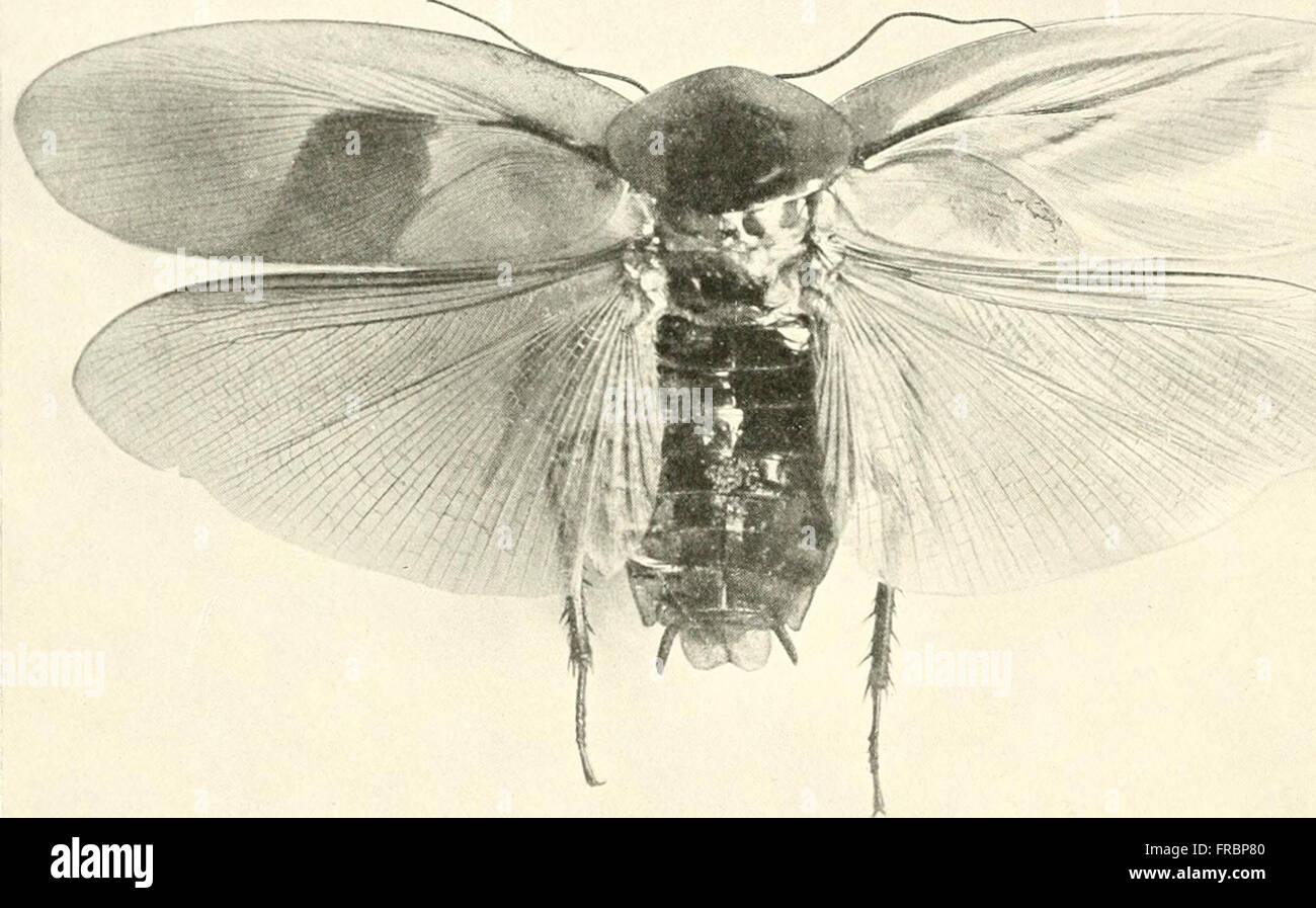 This 1916 book offers an overview of the structure and habits of ...