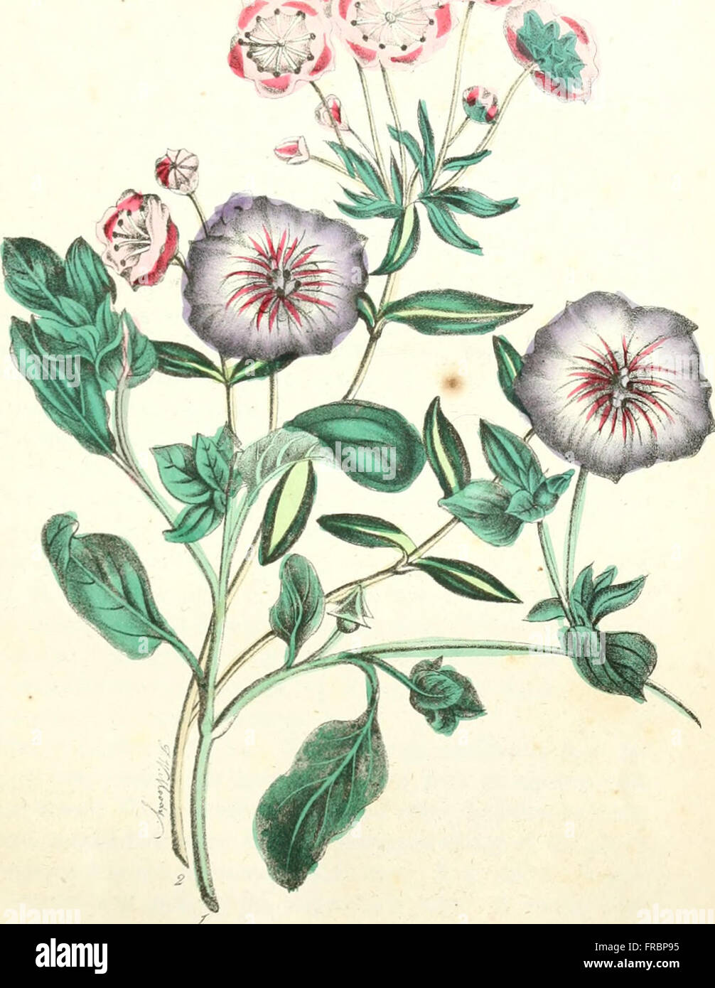 'The American Flora' provides a comprehensive guide to plants and ...