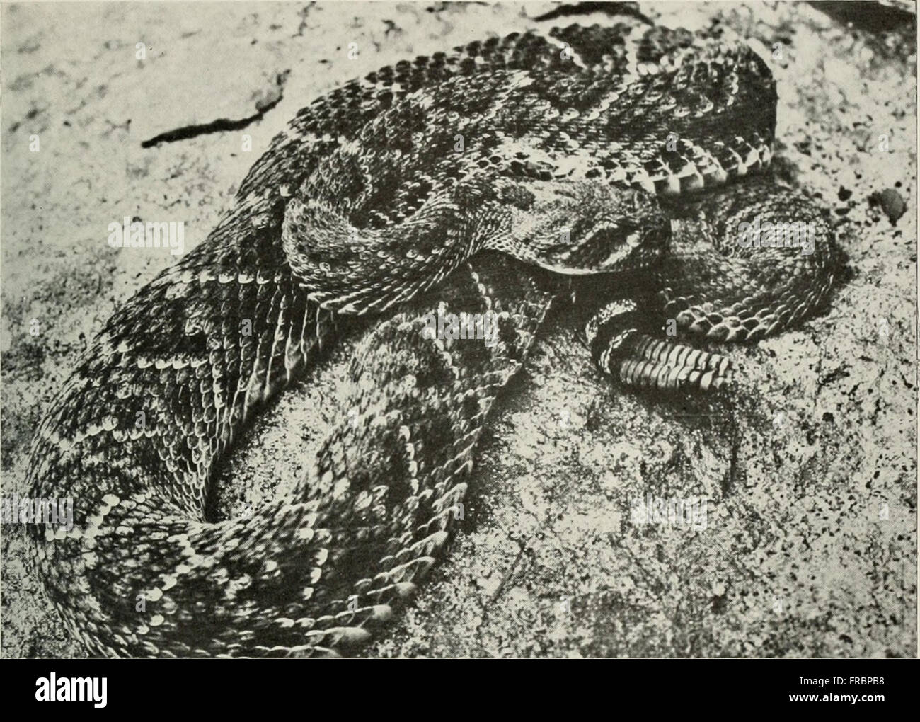 The American Museum Journal provides scholarly articles on a variety of ...