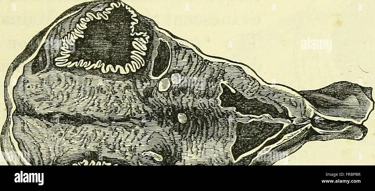 'On the Anatomy of Vertebrates' (1866) is a foundational text on the ...