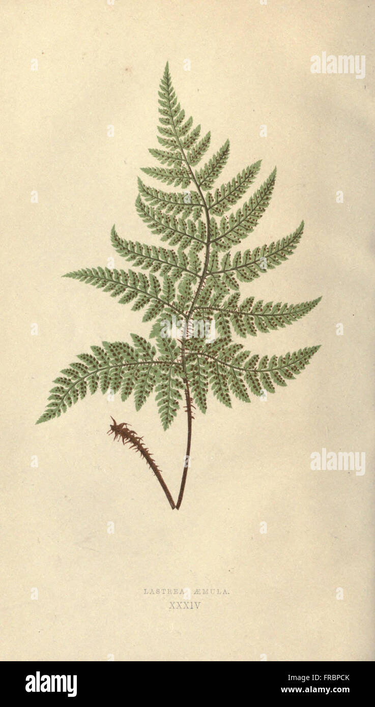 Our Native Ferns provides a detailed study of British ferns, examining ...