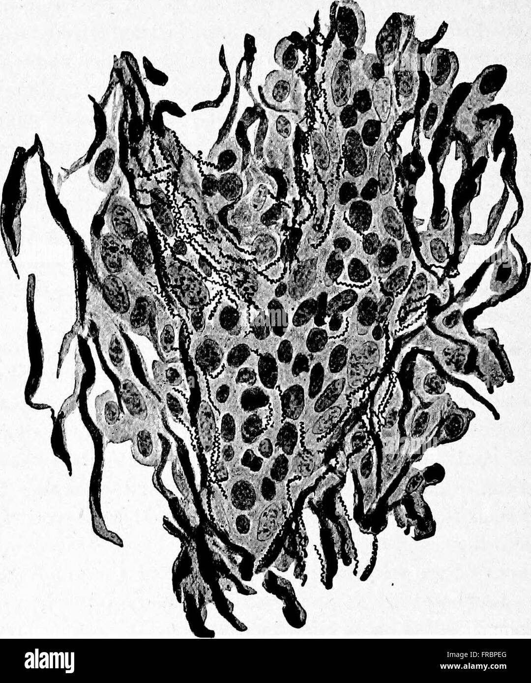 This textbook, 'Pathogenic Micro-organisms' (1920), focuses on the ...