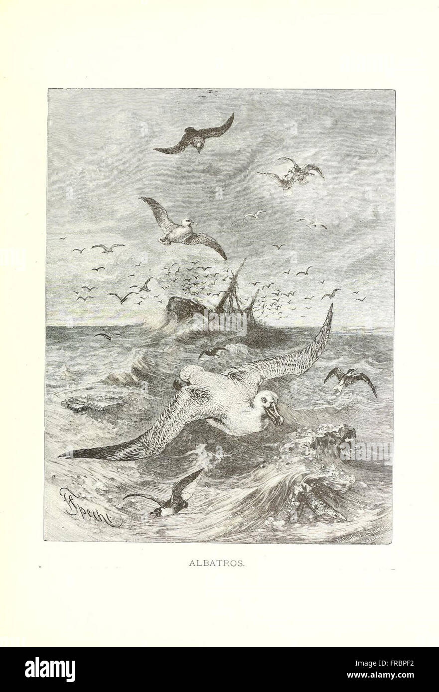 *Our Living World* (Plate 38) features an illustration or description ...