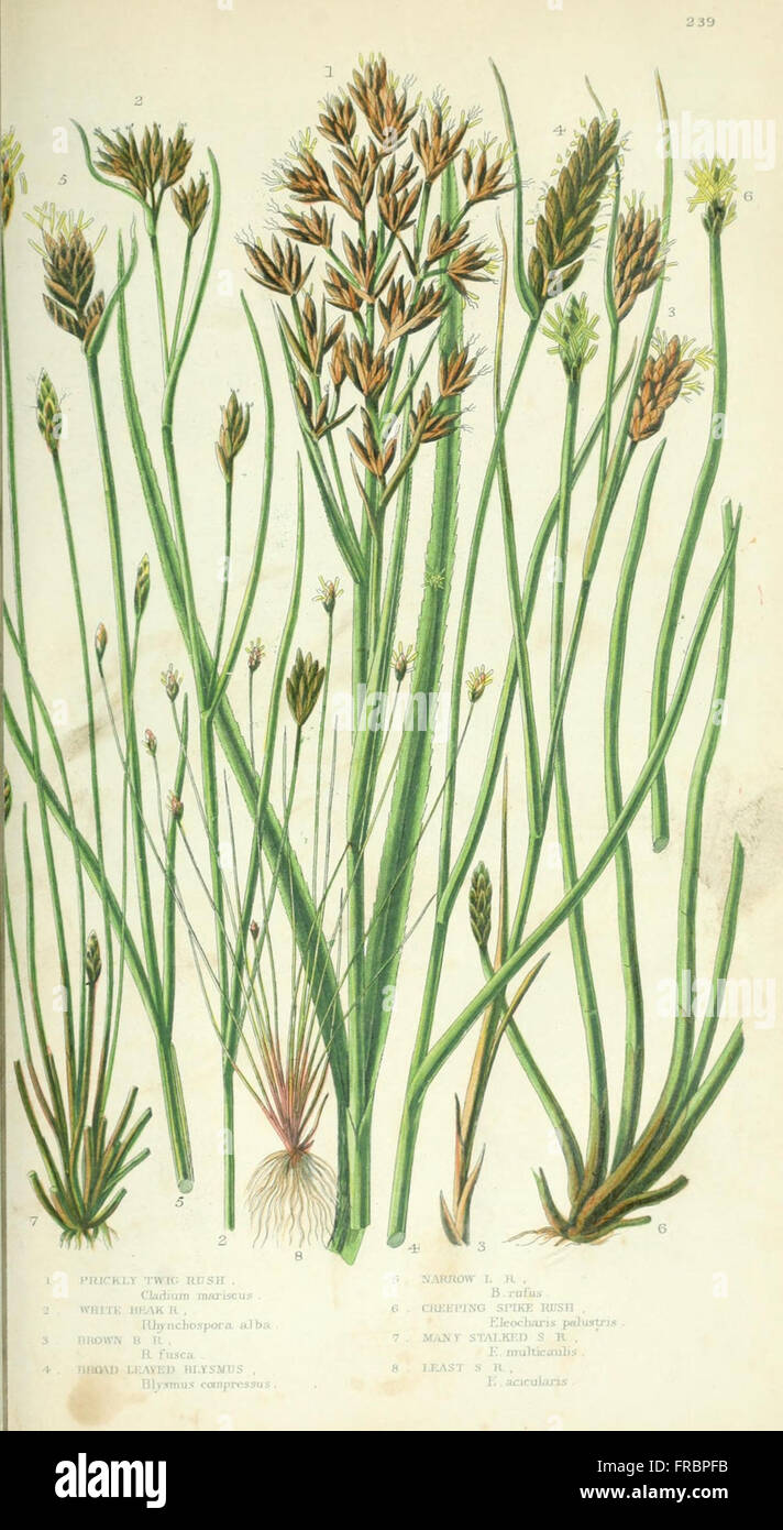 'The British Grasses and Sedge' (Pl. 2) is an illustration of various ...