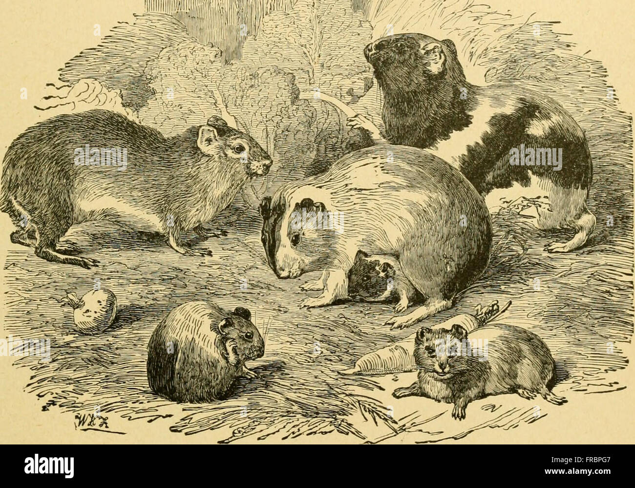 'Ridpath's History of the World' (1897) provides an overview of human ...
