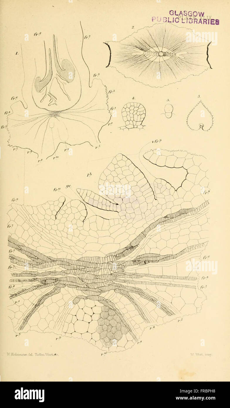 On the germination, development, and fructification of the higher ...