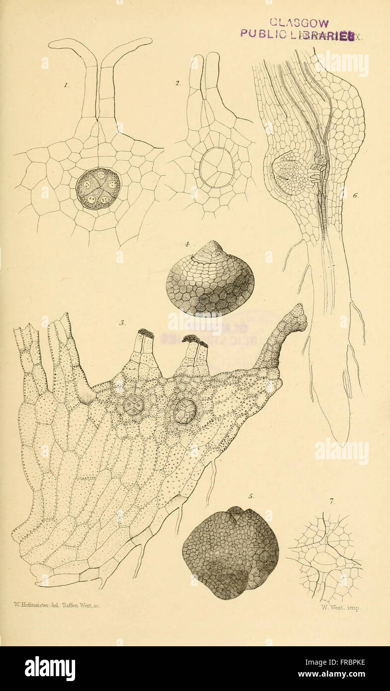 On the Germination, Development, and Fructification of the Higher ...