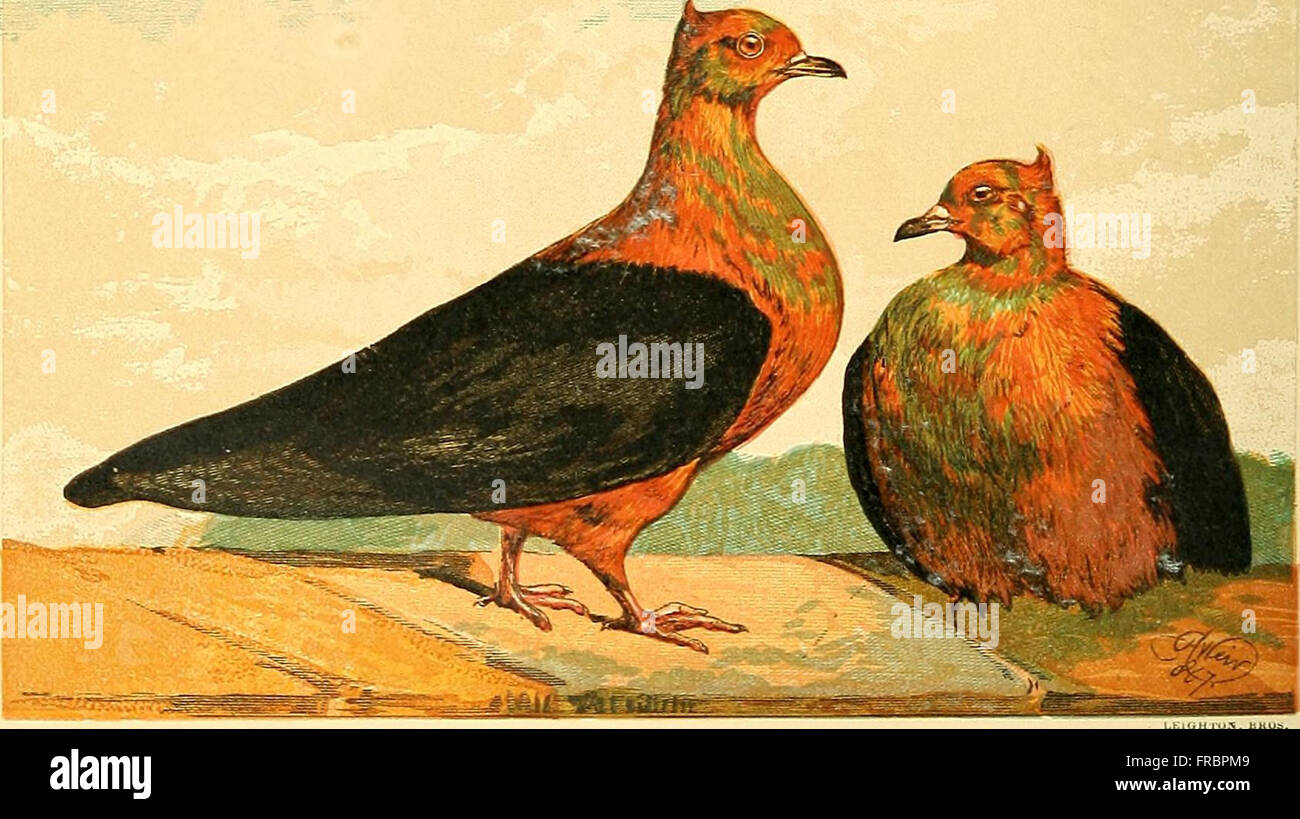 Pigeons- their structure, varieties, habits, and management (1868 Stock ...