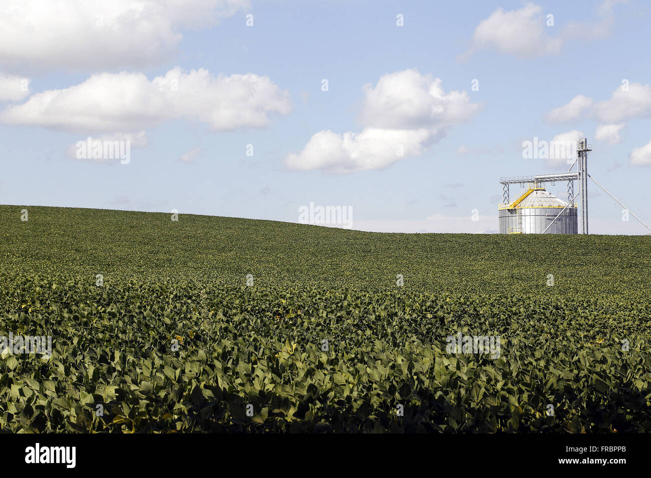 Soybean field with the background grain storage silo in the countryside ...