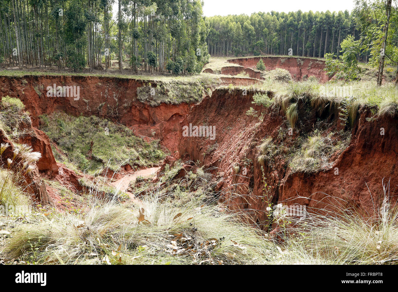 Vossoroca hi-res stock photography and images - Alamy