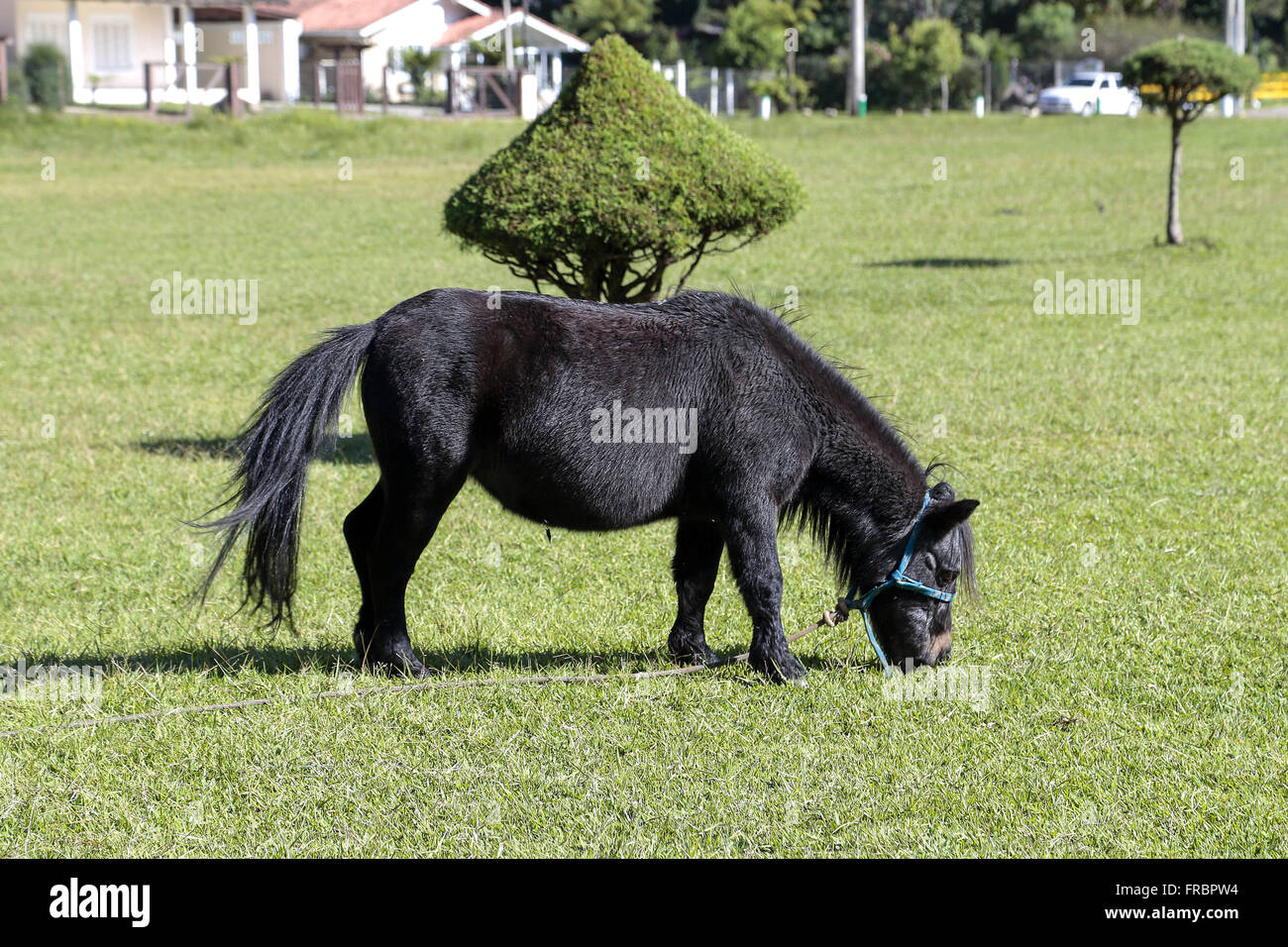 Pony grande hi-res stock photography and images - Alamy