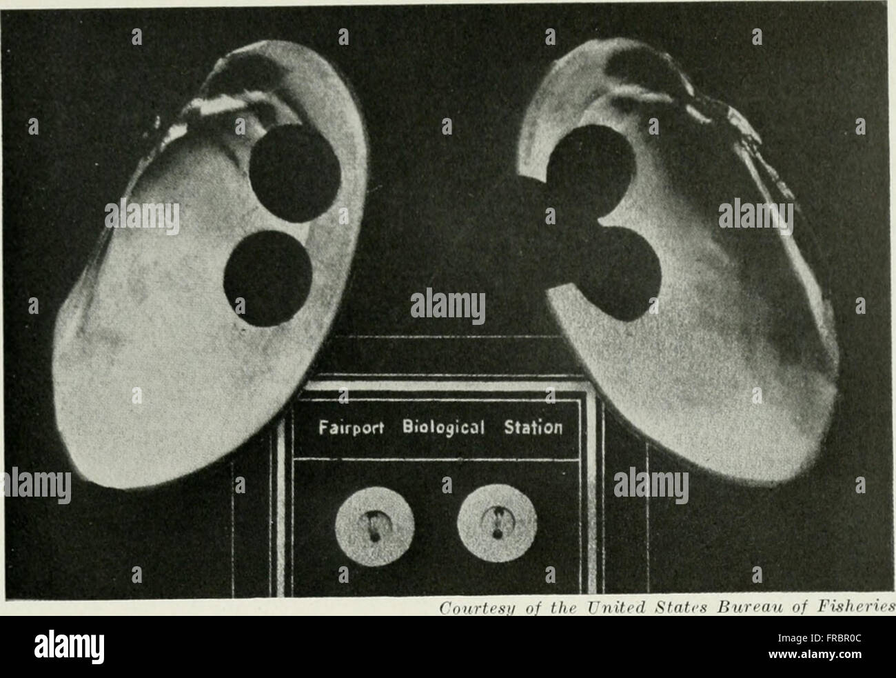 The American Museum Journal (1900-1918) includes scientific papers and ...