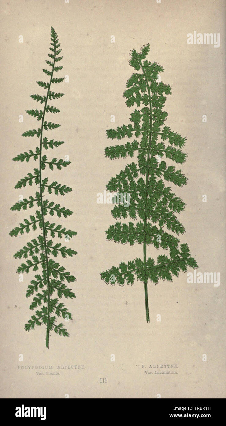 Our native ferns, or, A history of the British species and their ...