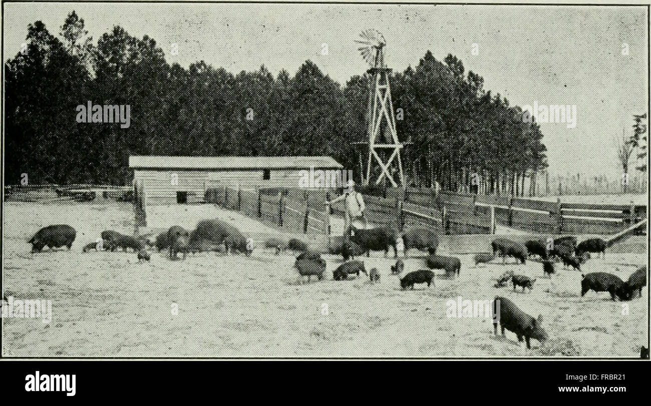 This work from 1918 focuses on the methods and advancements in pork ...