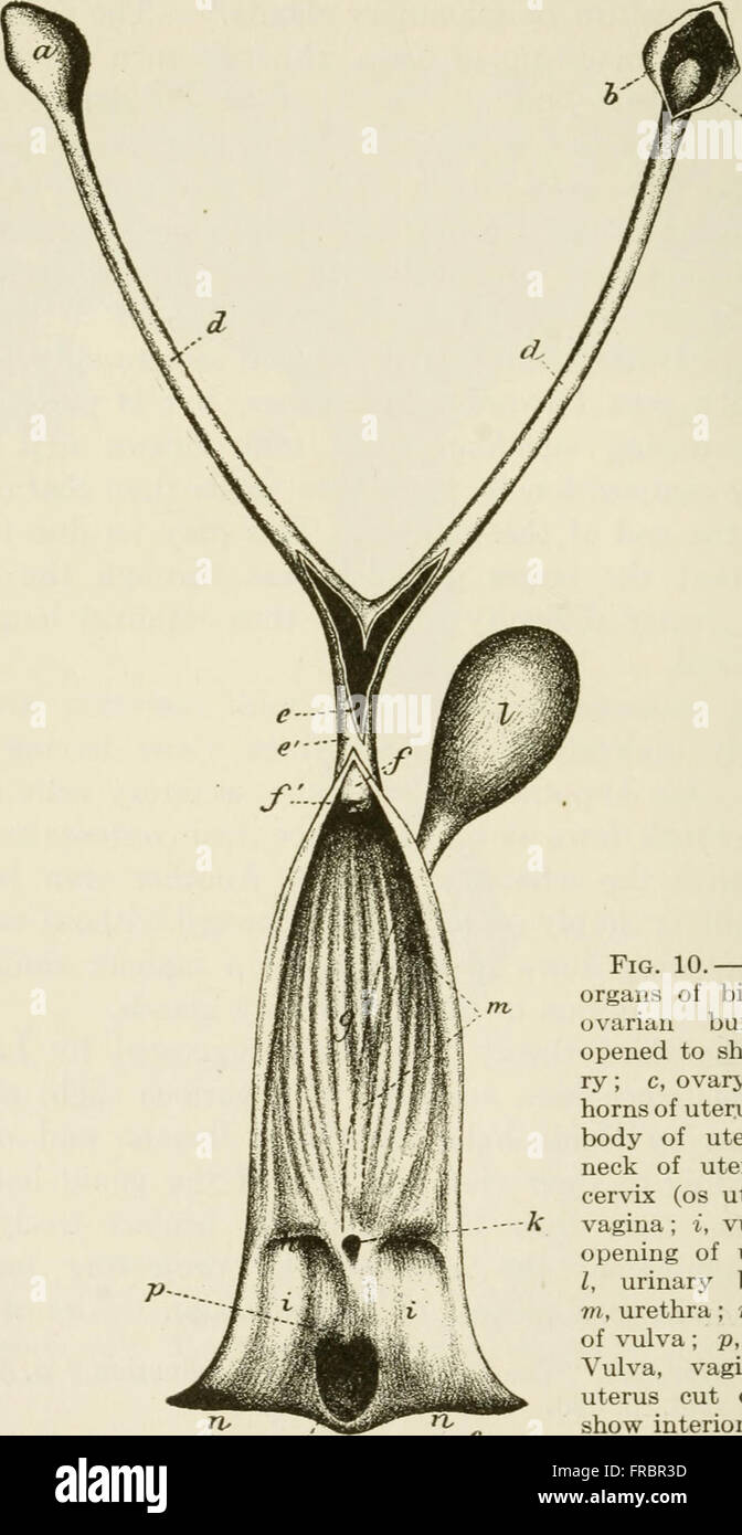 'The Breeding of Animals' (1917) provides a detailed guide on the ...