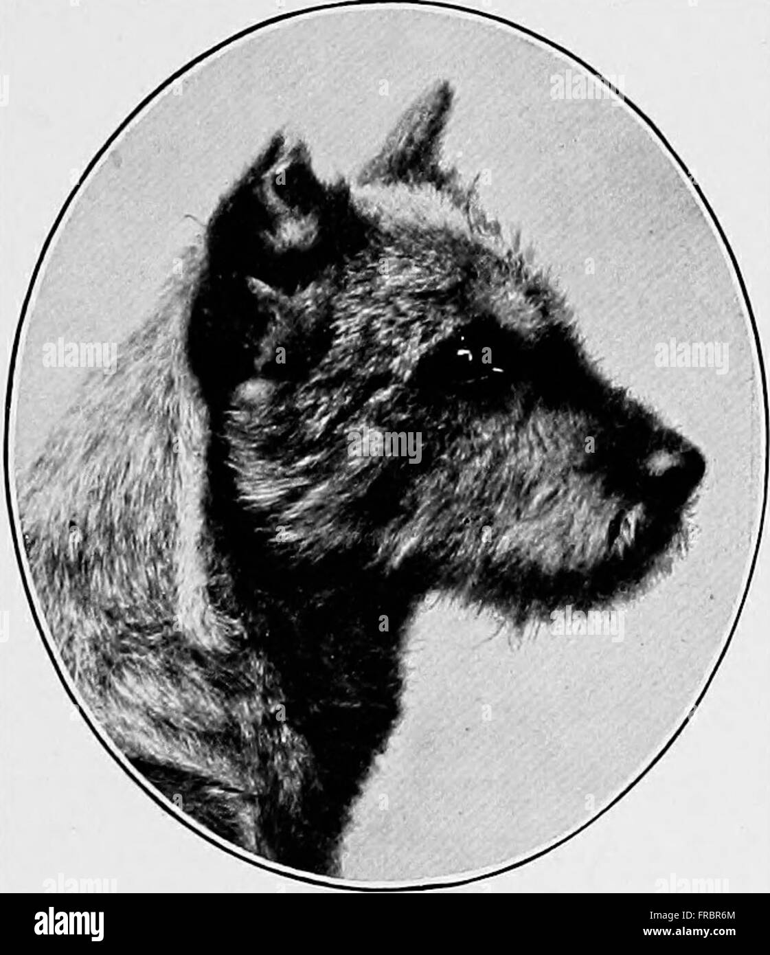 This 1907 book provides an in-depth exploration of British dog breeds ...