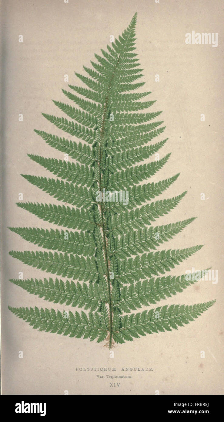 This work provides a detailed history and classification of native ...