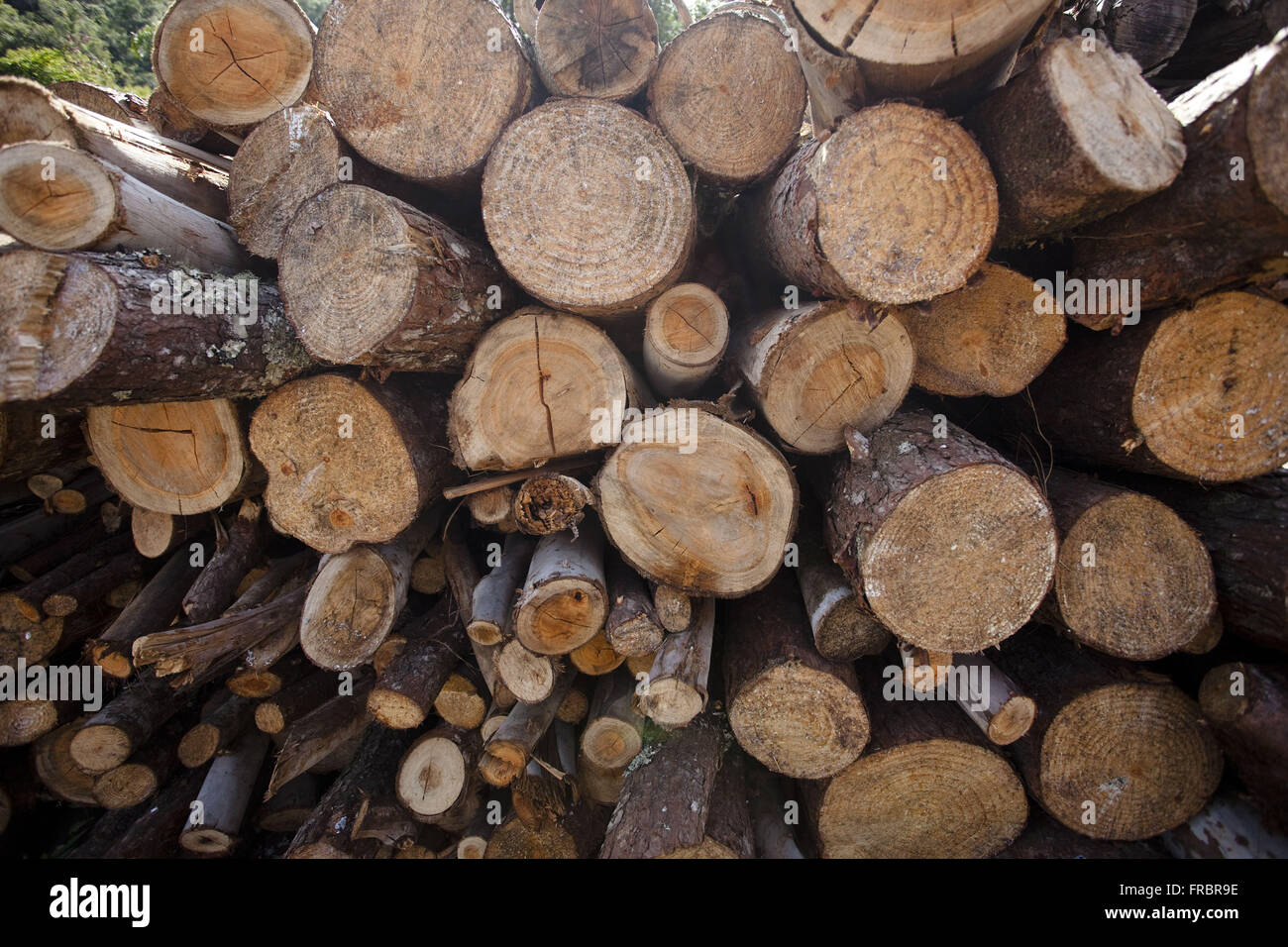Logs of firewood stacked Stock Photo - Alamy