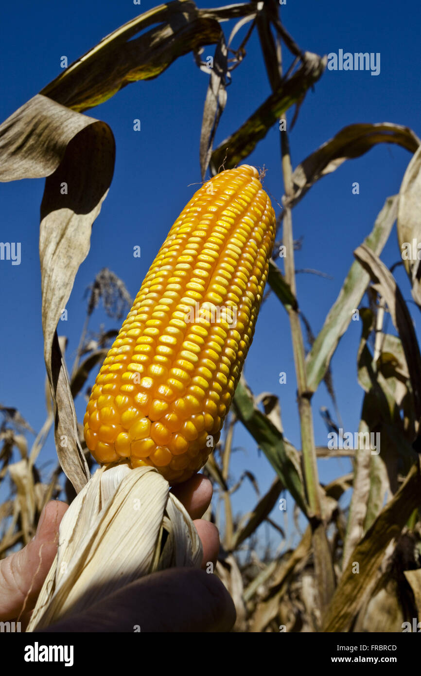 Plantation of maize in sandy soil area - Region Sandstone Caiua Stock ...