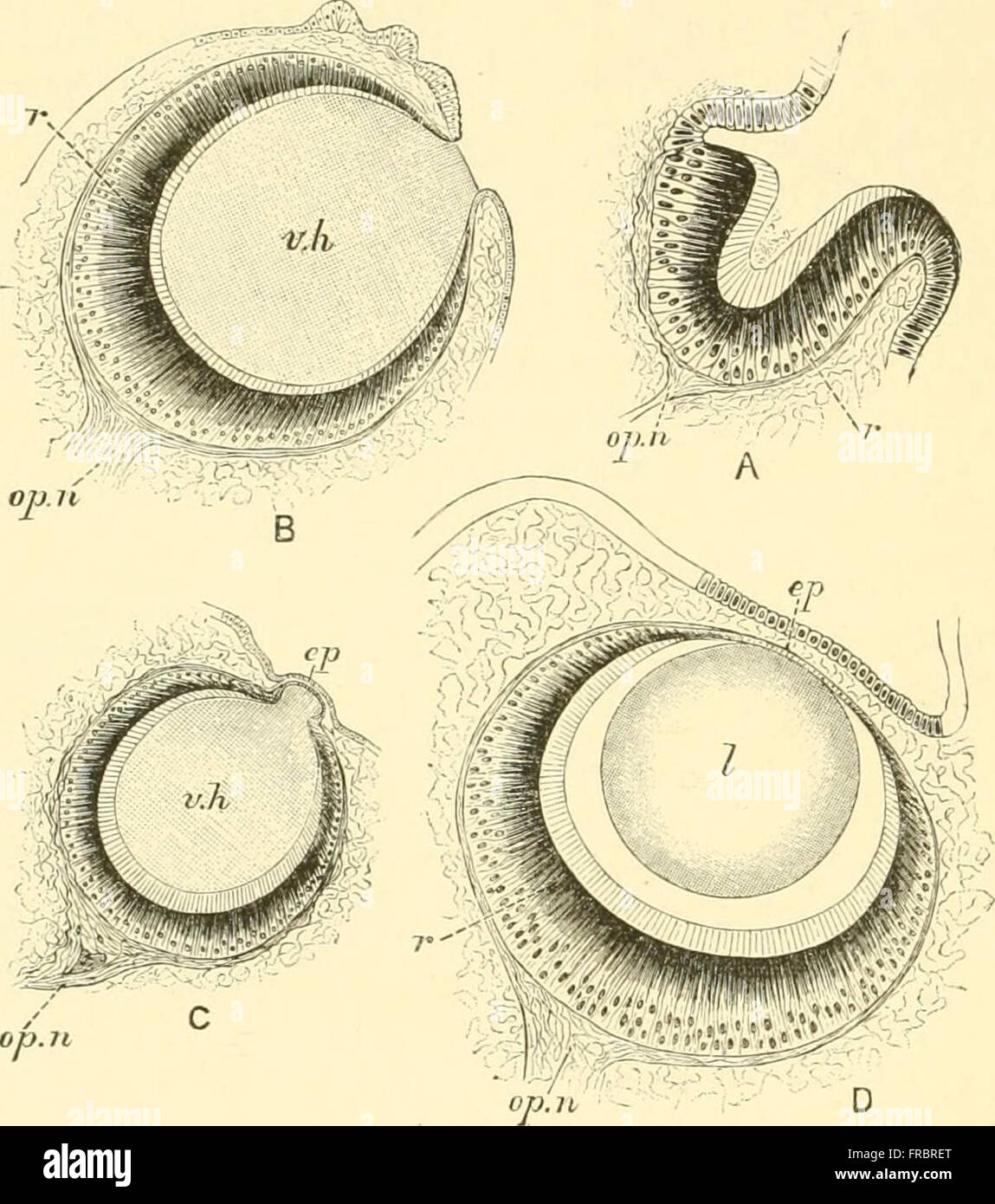'The Cambridge Natural History' (1895) is a comprehensive work on ...