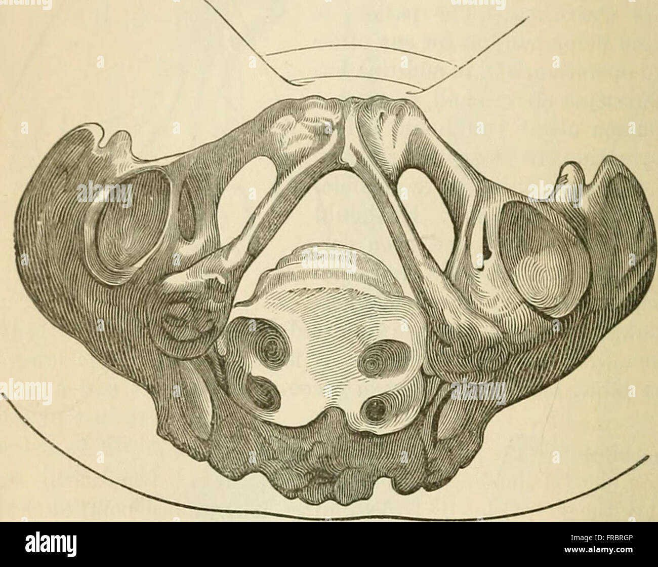 Genito urinary organs hi-res stock photography and images - Alamy