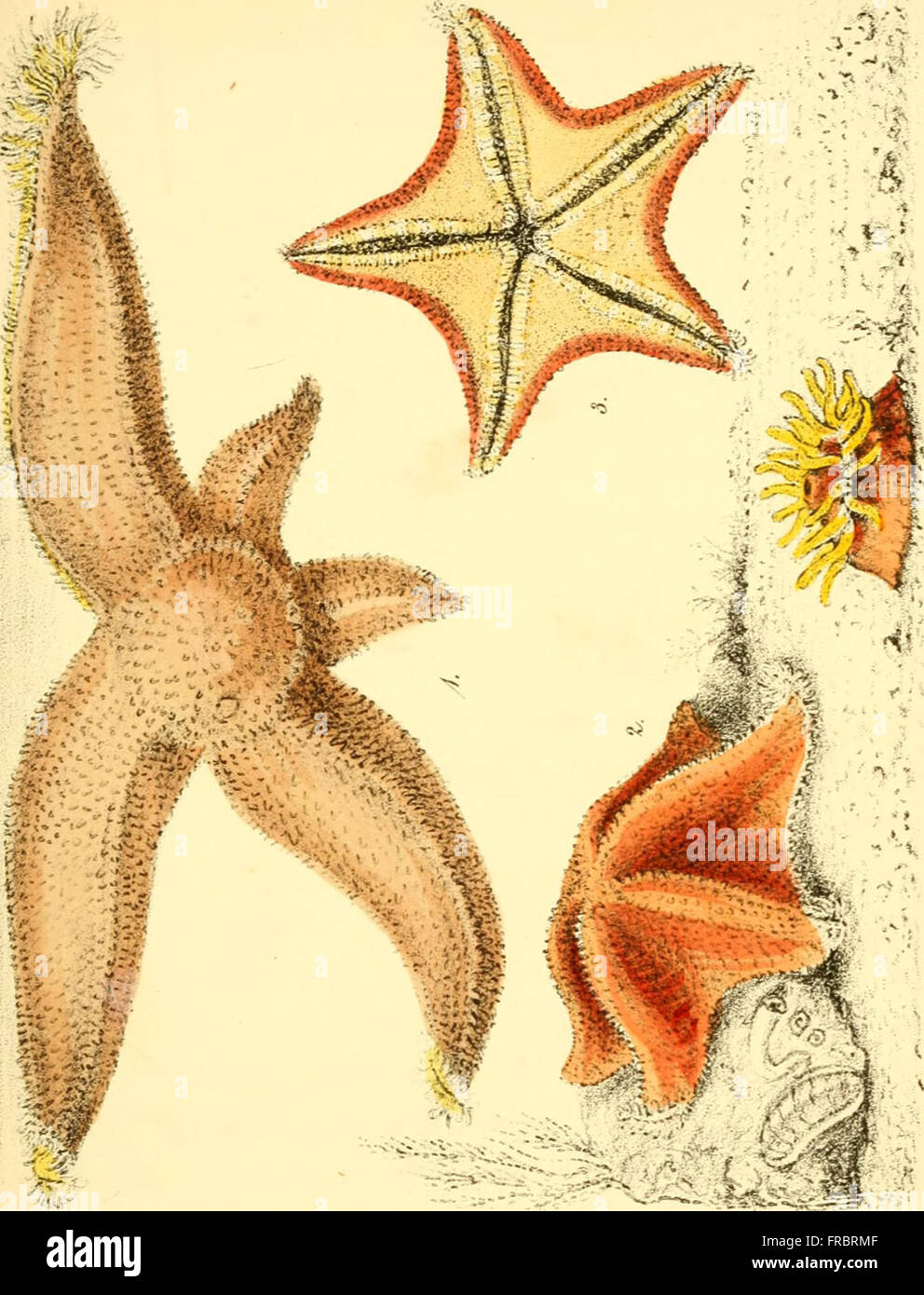 Popular history of the aquarium of marine and fresh-water animals and ...