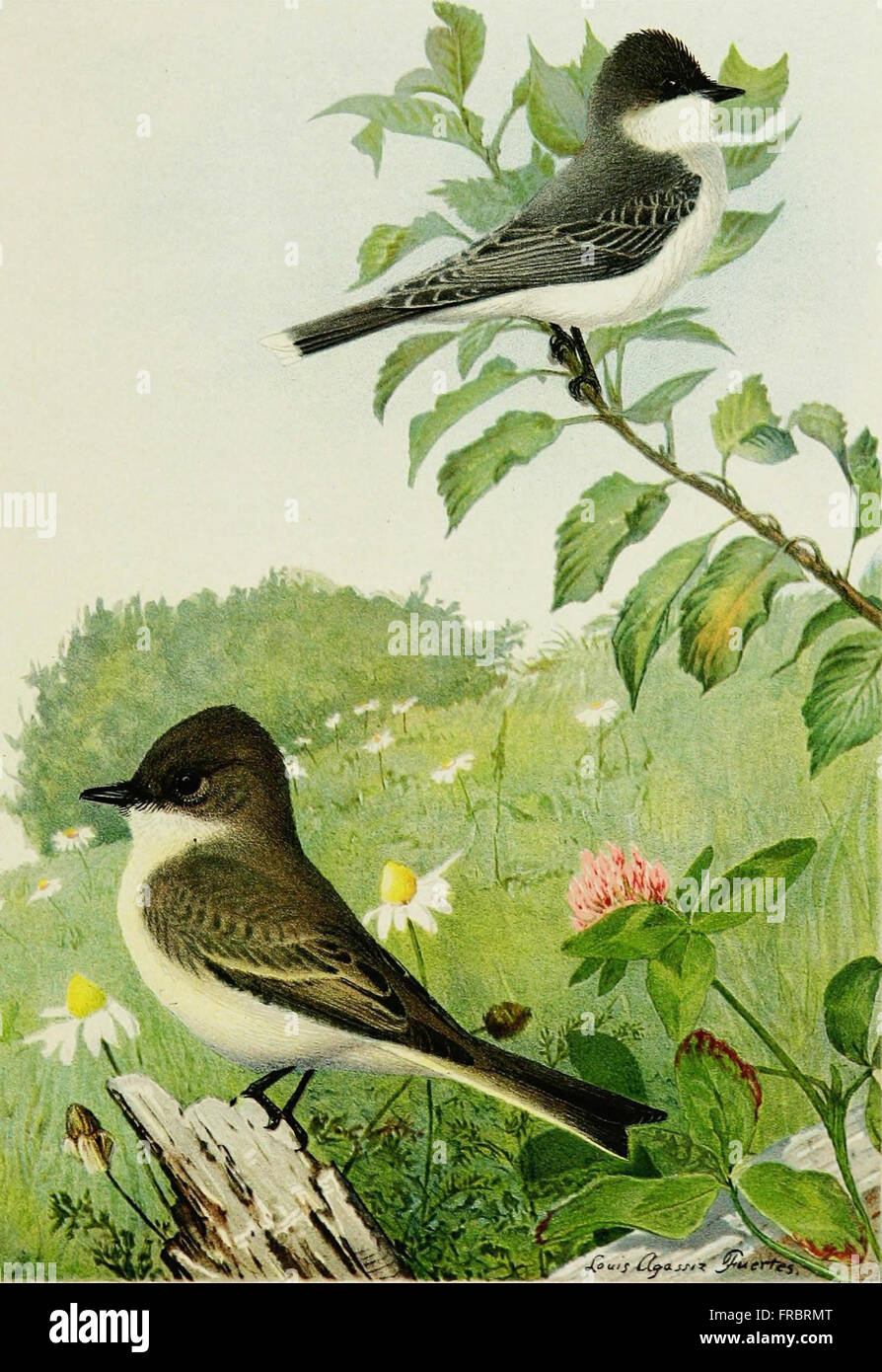 The economic value of birds to the state (1903 Stock Photo - Alamy