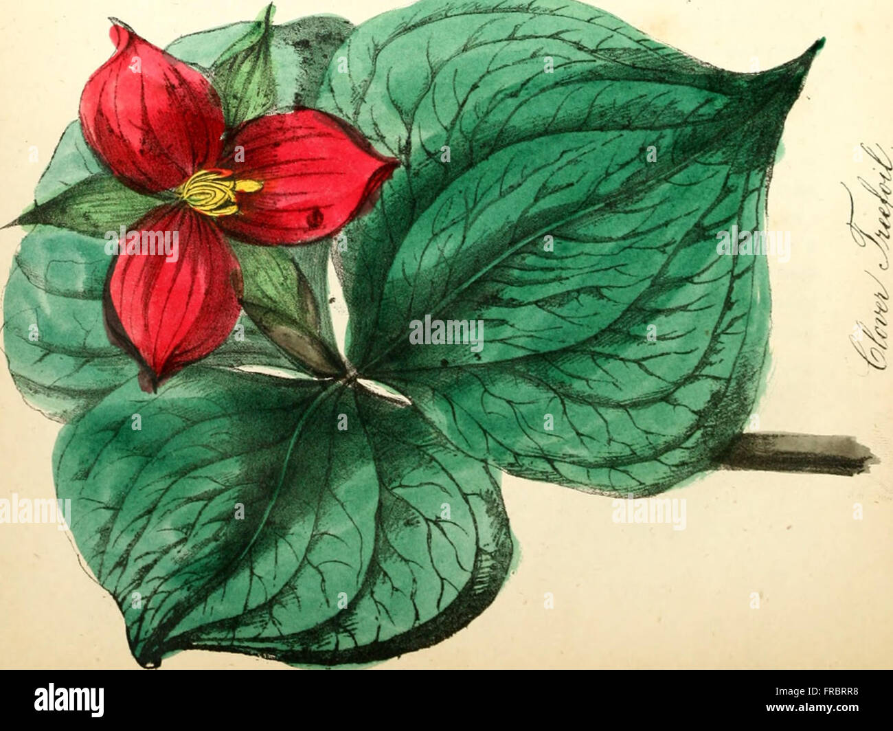 A comprehensive guide to American flora, covering wild plants and ...