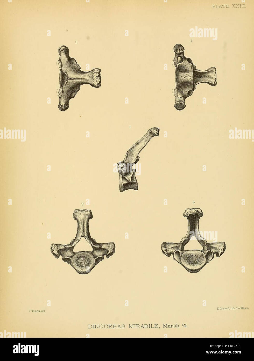 Dinocerata, represented in this illustration, features early mammals ...