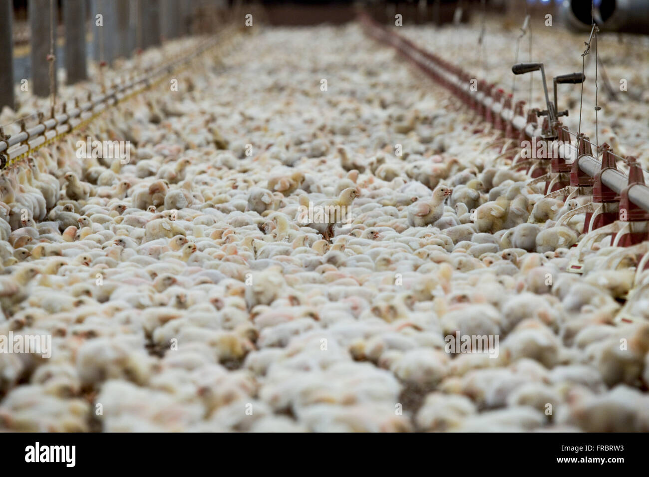 Poultry farming - raising poultry for slaughter Stock Photo - Alamy