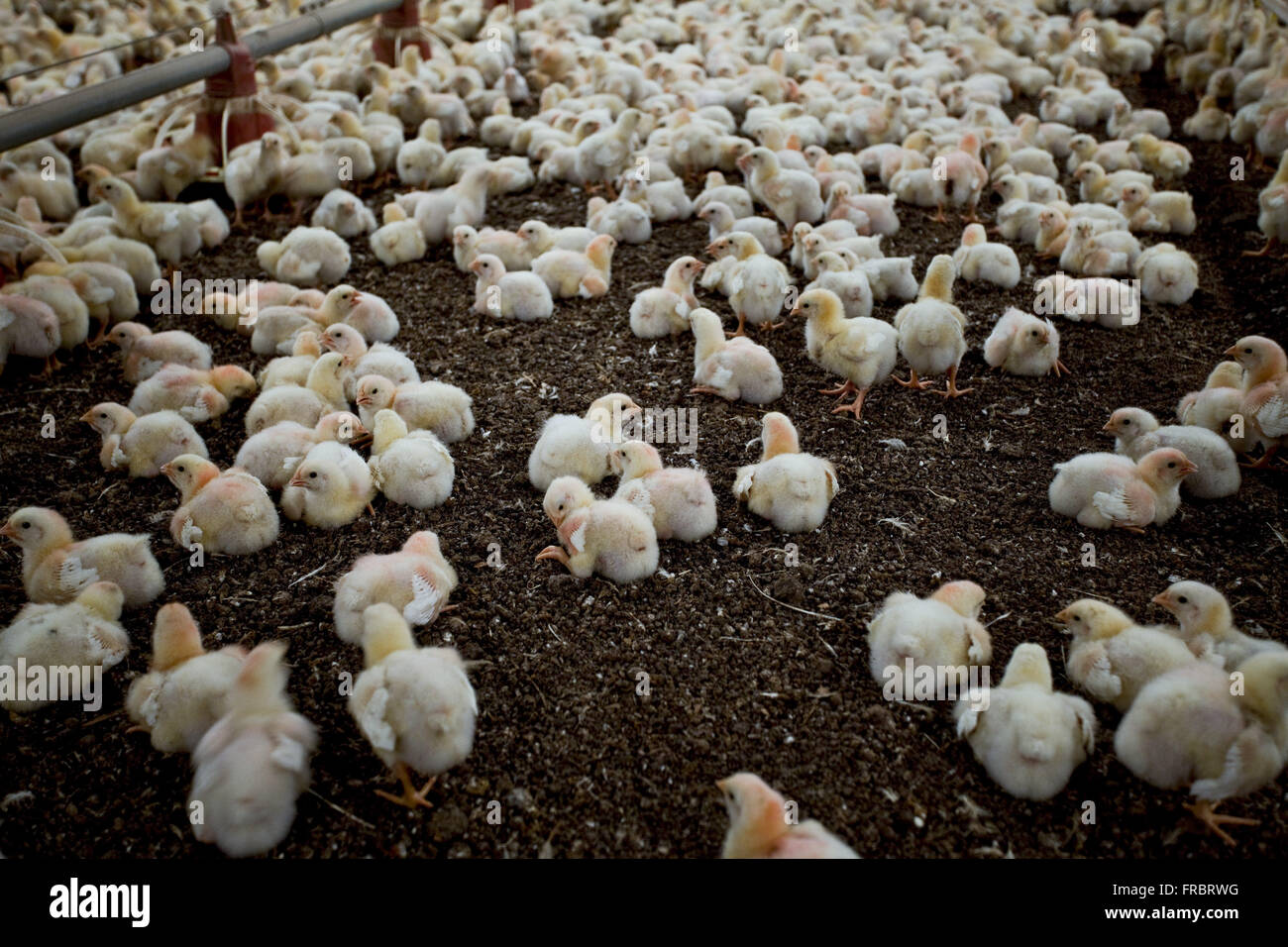 Poultry farming - raising poultry for slaughter Stock Photo - Alamy