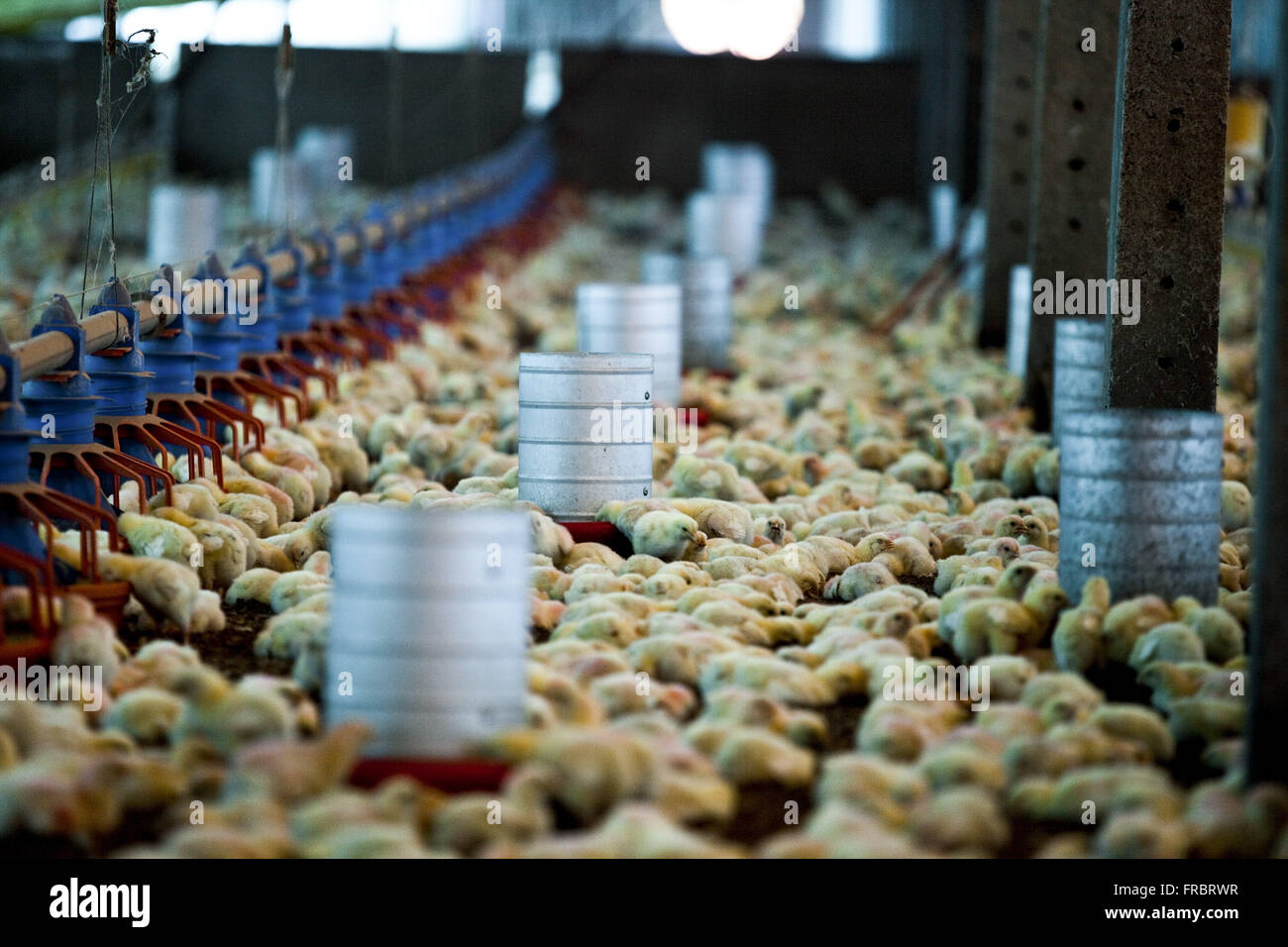 Poultry farming hi-res stock photography and images - Alamy