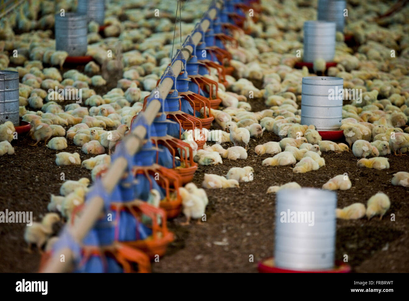 Poultry farming - raising poultry for slaughter Stock Photo - Alamy
