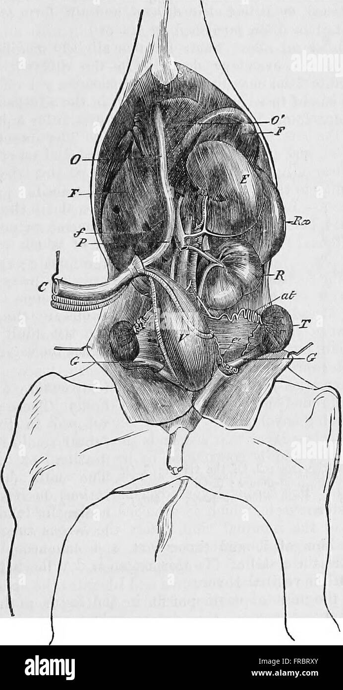 This 1886 work presents a detailed analysis of the comparative anatomy ...