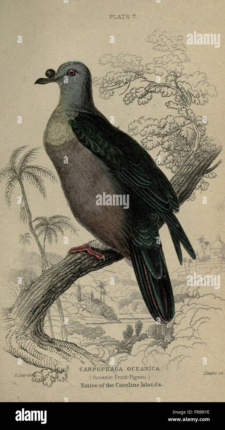 Plate 7 from a detailed study of pigeons showcases various species ...