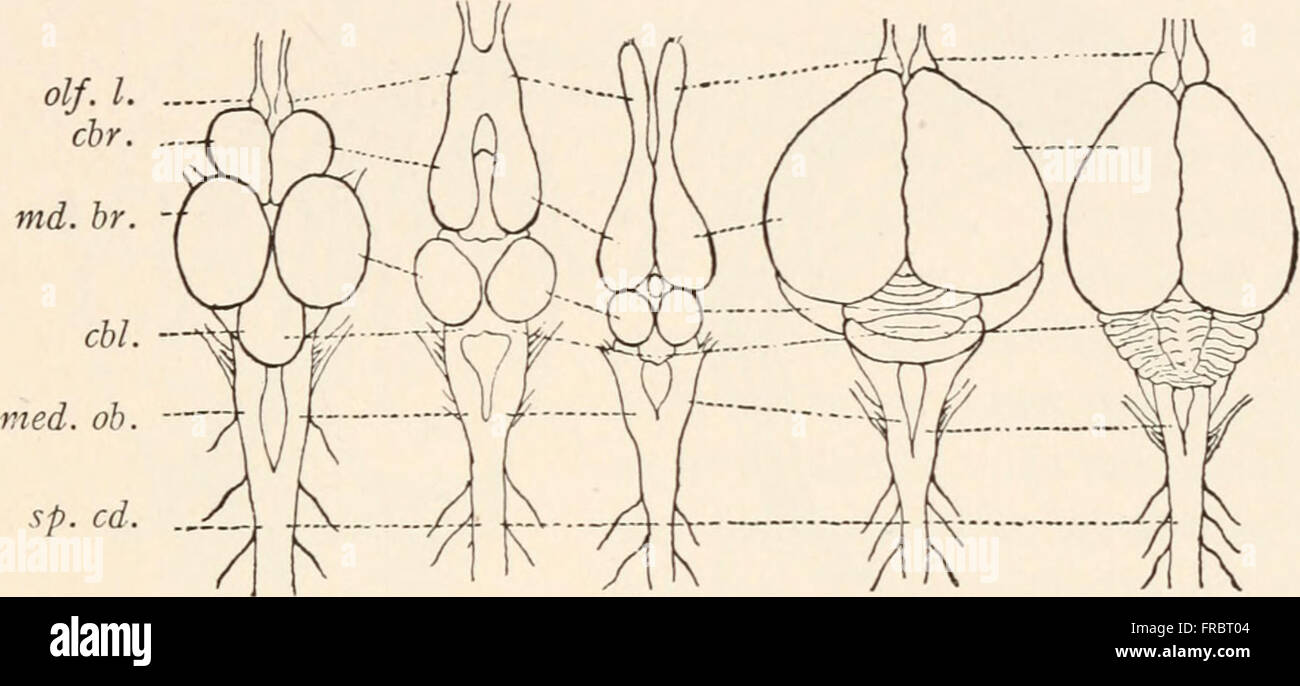 The Animals and Man (1911) serves as an introductory textbook in ...