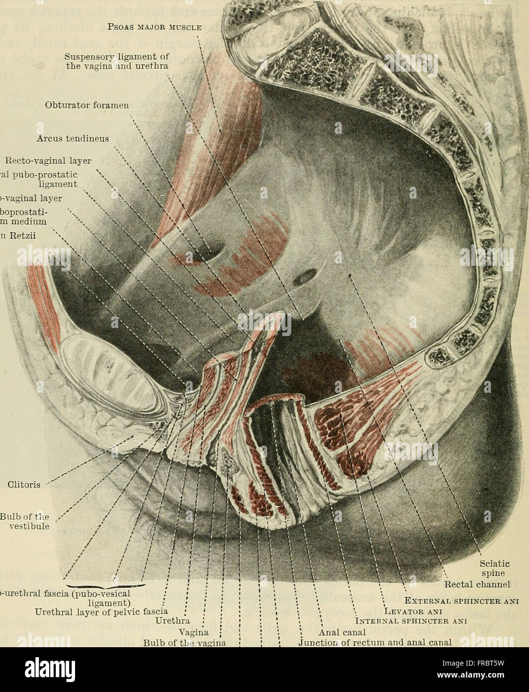 Cunningham's Text-book of Anatomy (1914) is a comprehensive medical ...