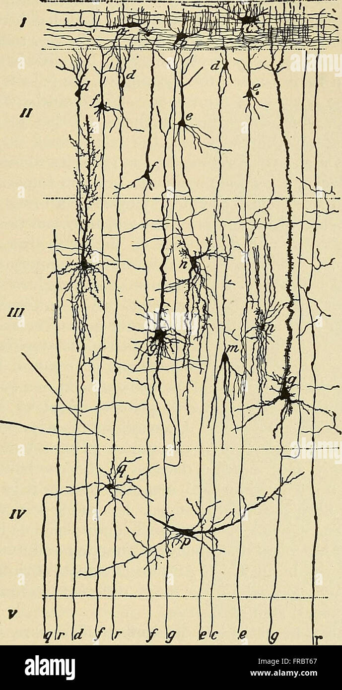 'Organic and Functional Nervous Diseases' (1913) is a comprehensive ...