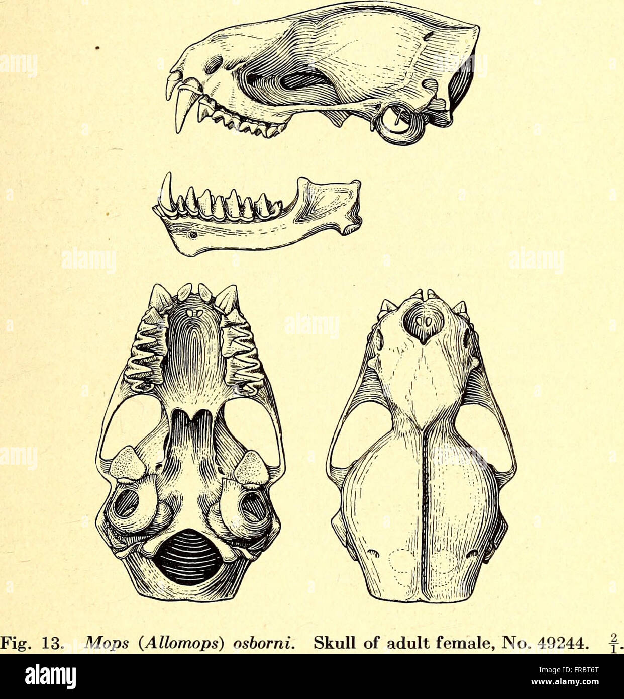 The 'American Museum Congo Expedition Collection of Bats' (1917 ...