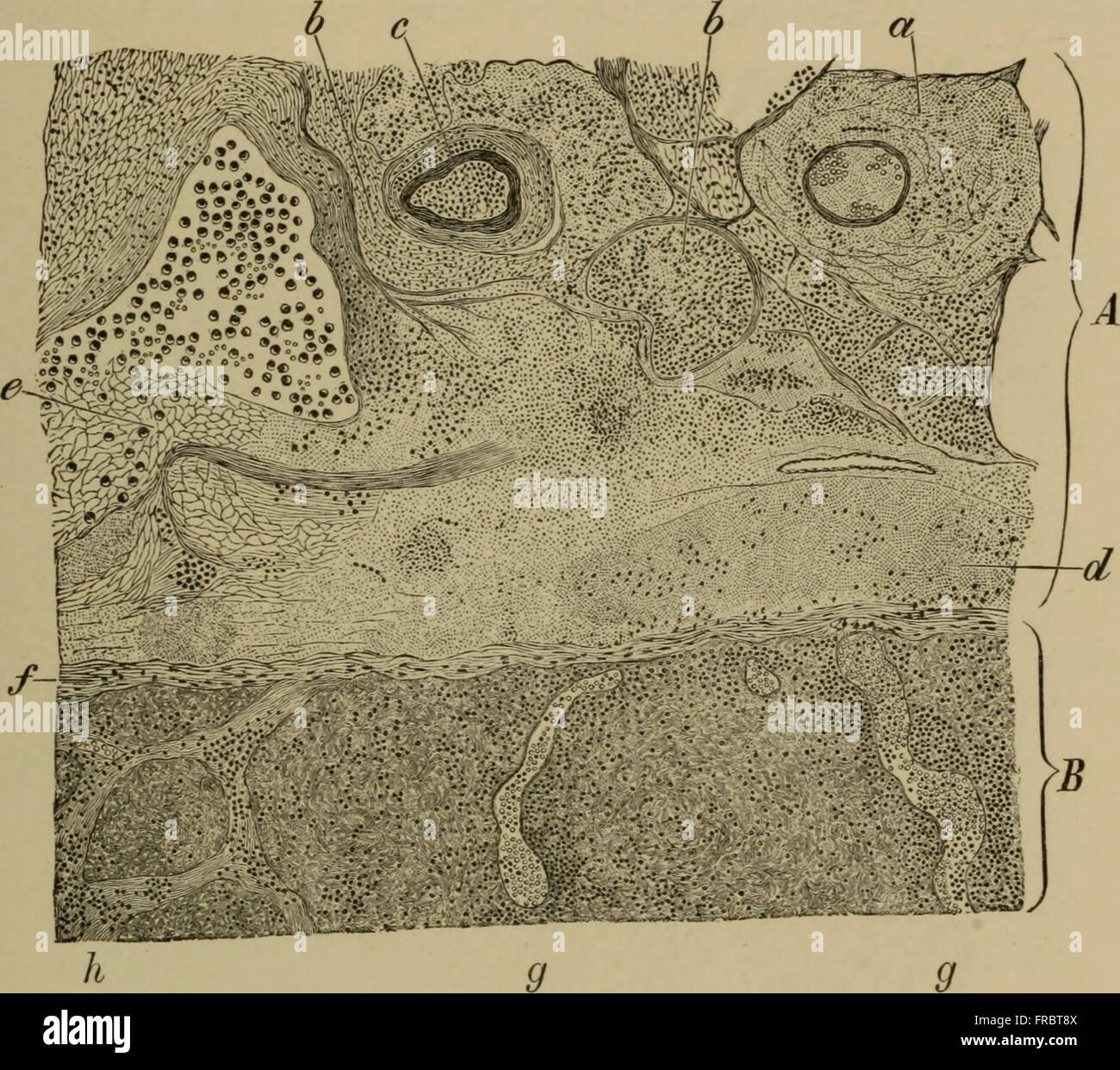 This textbook outlines the fundamentals of pathological histology ...