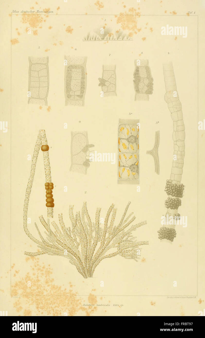 This atlas provides detailed illustrations and descriptions of marine ...