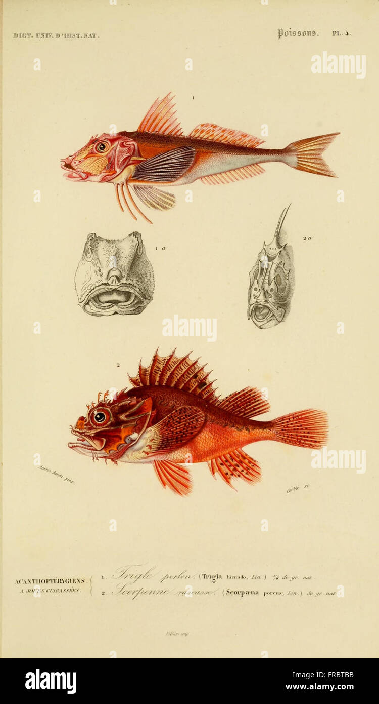 This dictionary provides an in-depth look at the natural history of ...