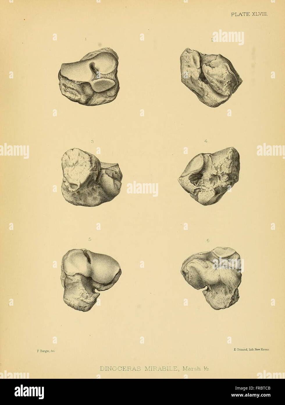 A detailed illustration of Dinocerata, an extinct order of large ...