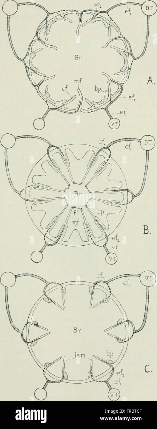 Published in 1917, this text provides an in-depth study of dragonflies ...