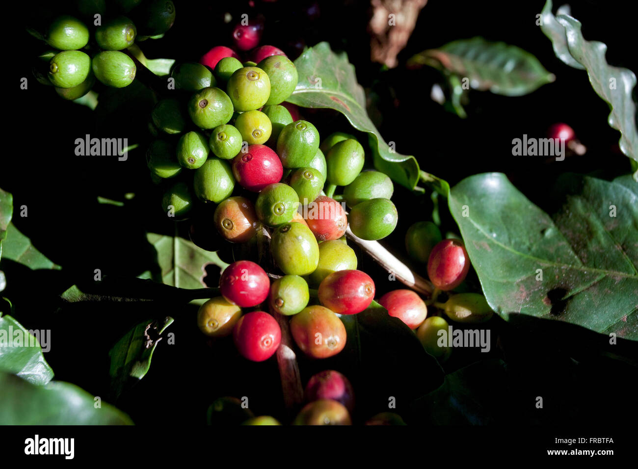 Detail of branches cafe Stock Photo - Alamy