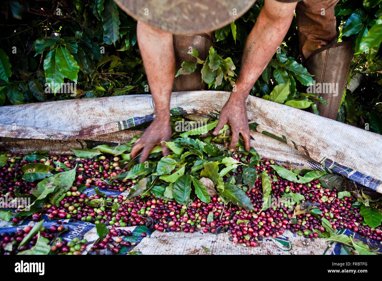 Coffee harvest brazil hi-res stock photography and images - Alamy