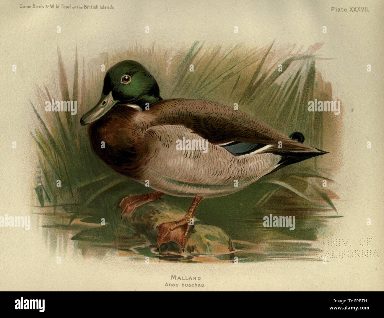 This illustrated plate depicts various game birds and wild fowl native ...